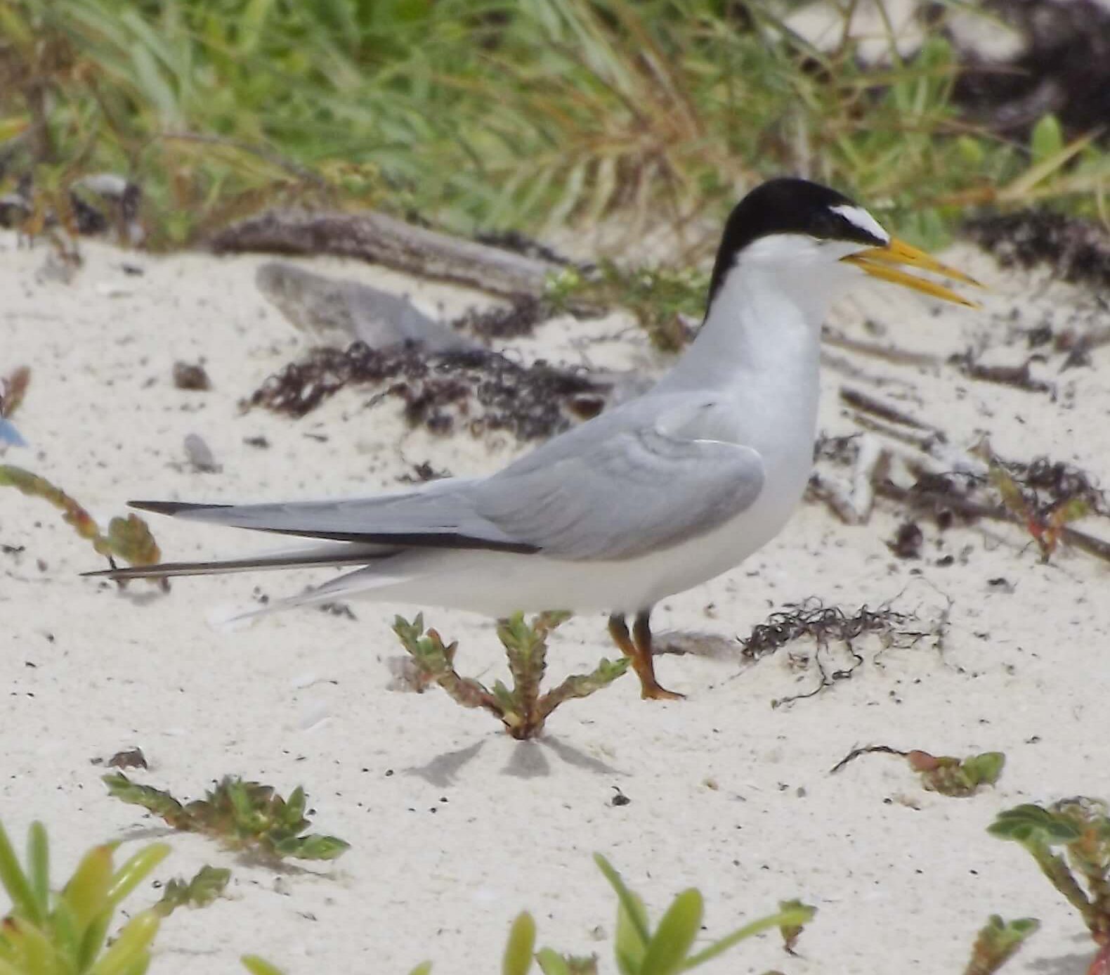 Watch your step. It's tern time in Cozumel! - De Lille Sports Cozumel ...